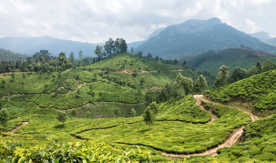 Book Beautiful Munnar & Thekkady tour packages, Munnar sightseeing ...
