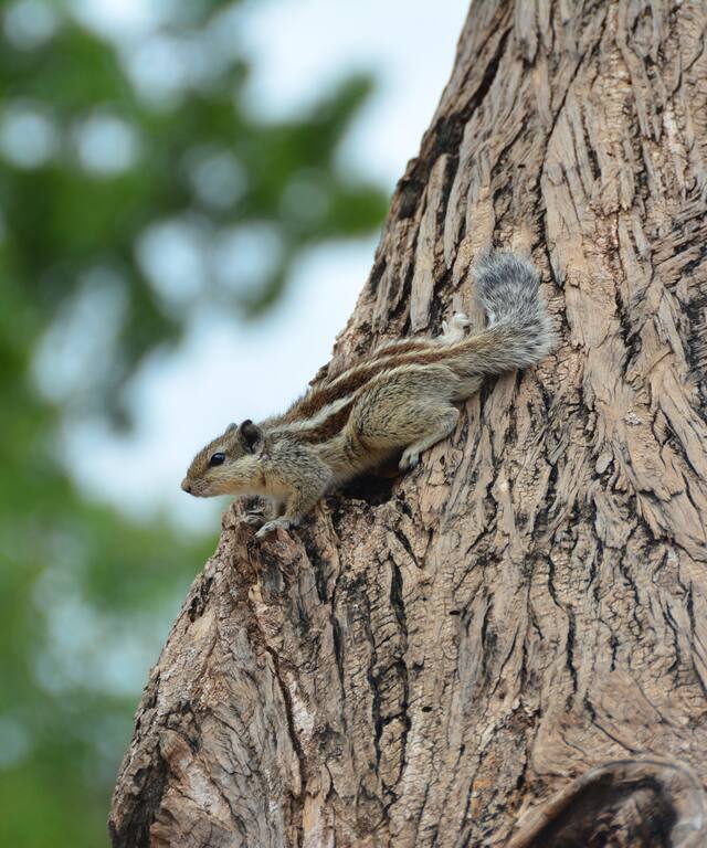 Tamia Tour Packages From Kolkata - Book Tamia Packages From Kolkata at ...