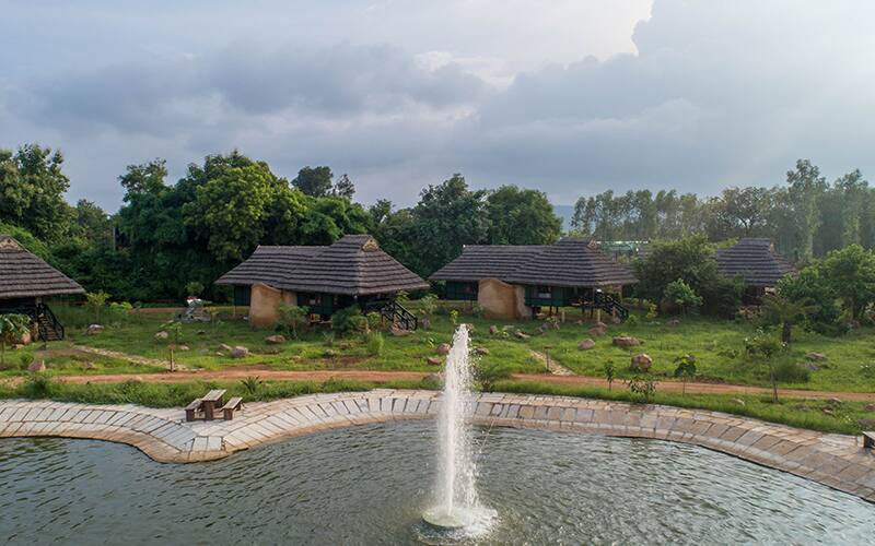 tendu leaf khajuraho