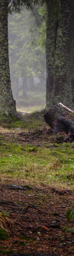 Things to Do in Ranchi - Most Popular Ranchi Things to Do - Yatra.com