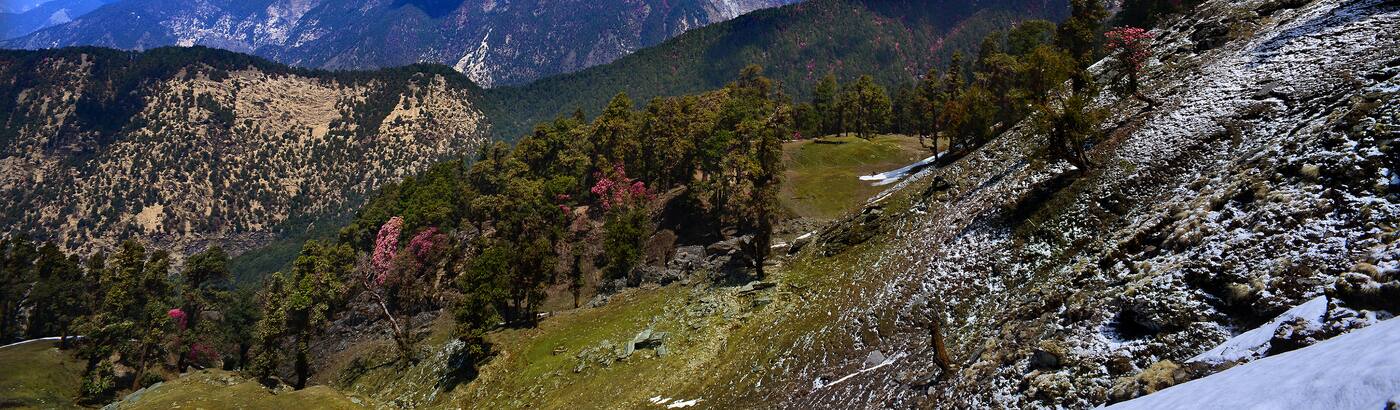 Chopta Hill Station Packages: Book Hill Station Tour Packages in Chopta ...
