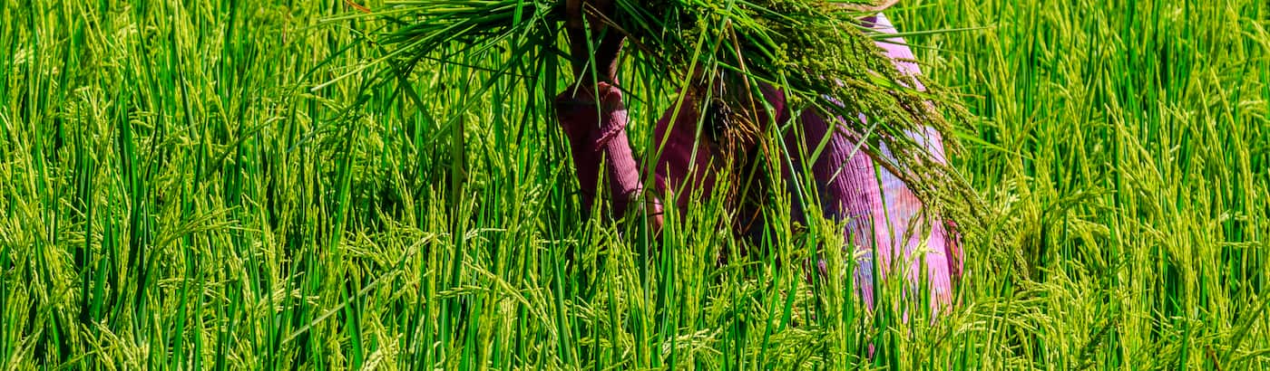 Kamalpur Wildlife Packages: Book Wildlife Tour Packages in Kamalpur ...