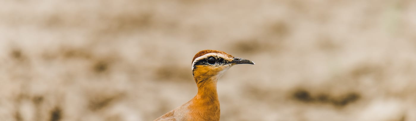 Jhajha Wildlife Packages: Book Wildlife Tour Packages in Jhajha with ...