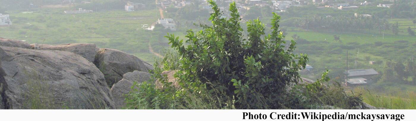 Puttur Tour Packages From Kerala - Book Puttur Packages From Kerala at ...