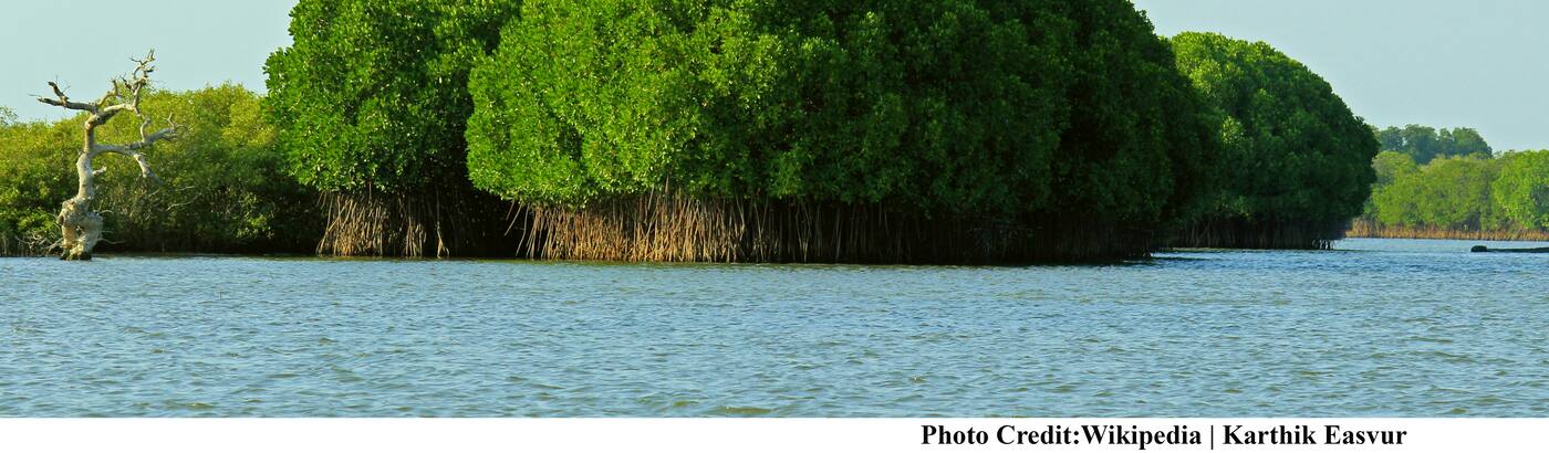 Pichavaram Wildlife Packages: Book Wildlife Tour Packages in Pichavaram ...