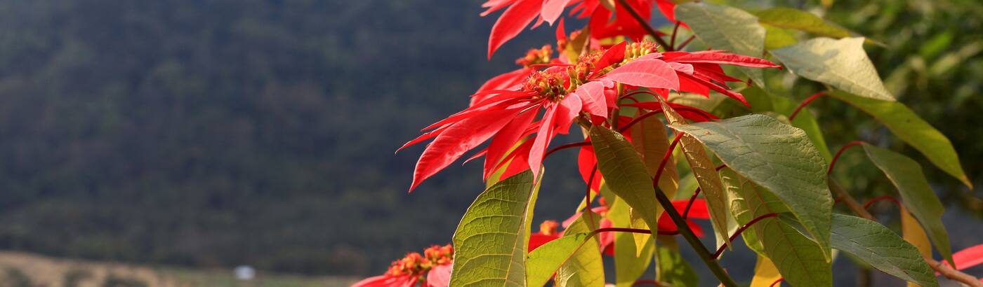 Mamit Wildlife Packages: Book Wildlife Tour Packages in Mamit with ...