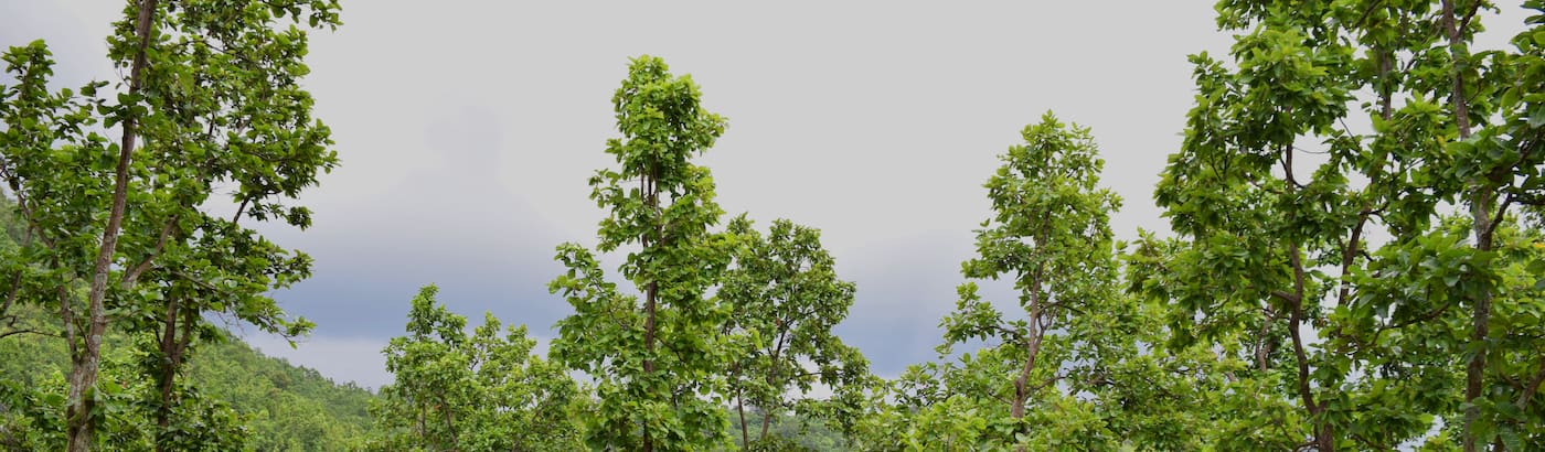 Jamtara Tour Packages From Kerala - Book Jamtara Packages From Kerala ...