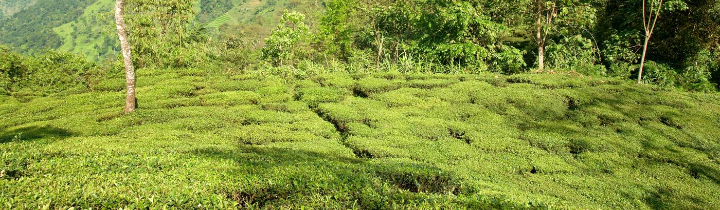 Lebong Wildlife Packages: Book Wildlife Tour Packages in Lebong with ...