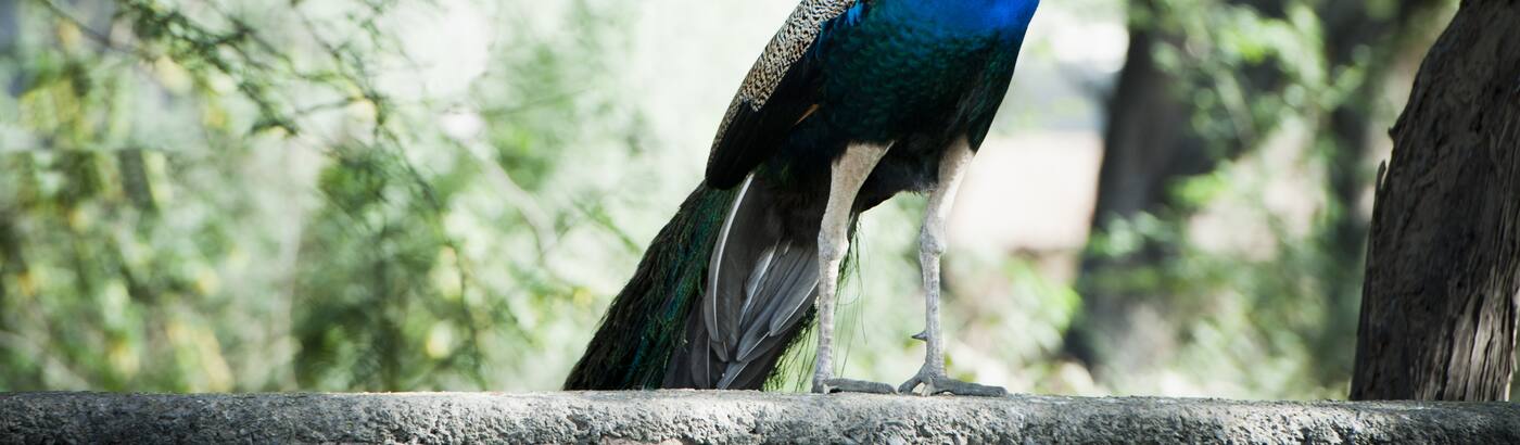 Sohna Tour Packages From Kerala - Book Sohna Packages From Kerala at ...