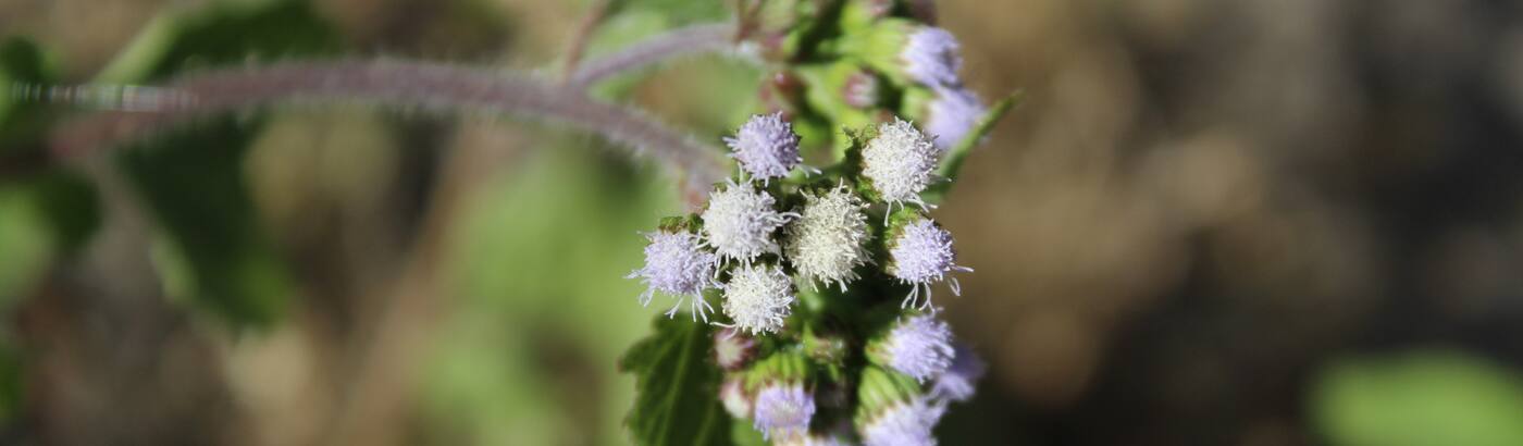 Chizami Wildlife Packages: Book Wildlife Tour Packages in Chizami with ...