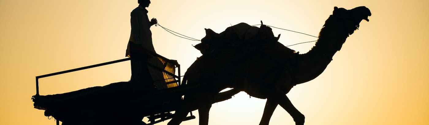 Dechu Wildlife Packages: Book Wildlife Tour Packages in Dechu with ...