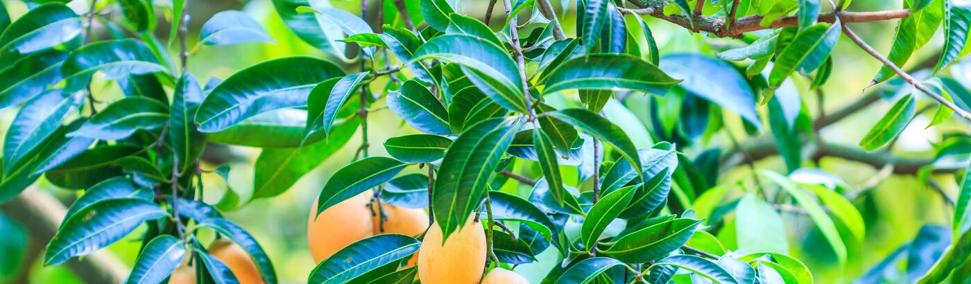 Devrukh Wildlife Packages: Book Wildlife Tour Packages in Devrukh with ...