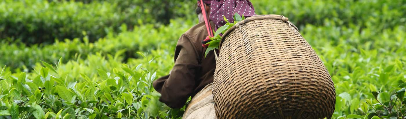 Elappara Tour Packages From Kerala - Book Elappara Packages From Kerala ...