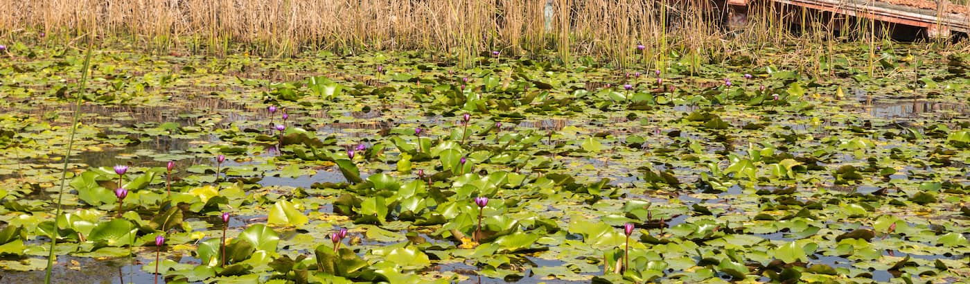 Sonauli Wildlife Packages: Book Wildlife Tour Packages in Sonauli with ...