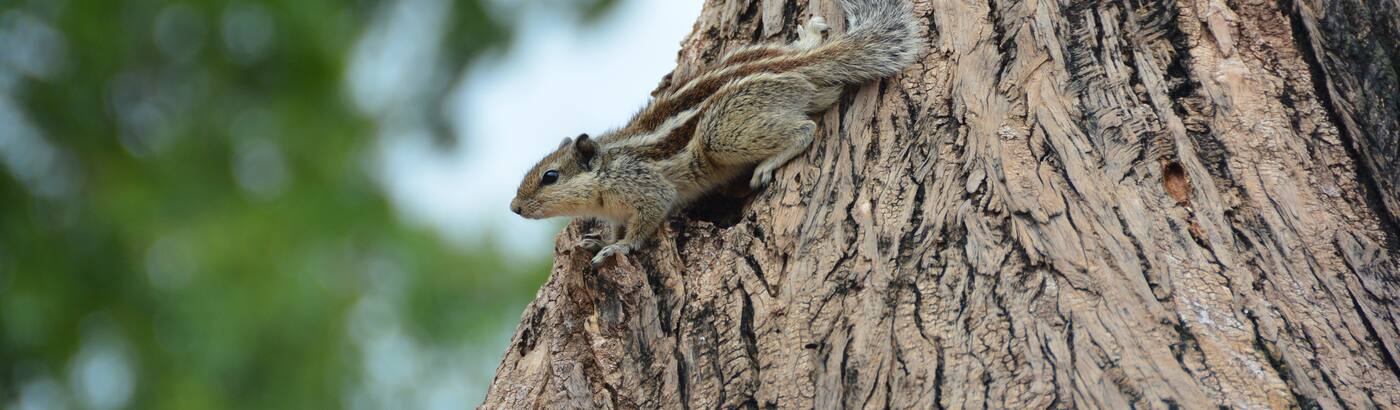 Tamia Tour Packages From North East India - Book Tamia Packages From ...