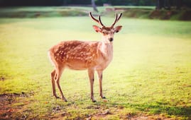 Distance Between Shimla to Kufri Is 15 Kms , Duration, Driving ...