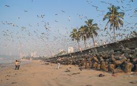 Sewri Jetty - One of the Top Attractions in Mumbai, India - Yatra.com