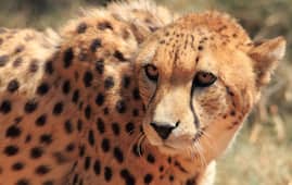 Kwena Crocodile Farm - One of the Top Attractions in Sun City, South ...