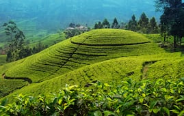 Kandy Guide - Kandy Tourism | Kandy Travel Guide - Yatra.com