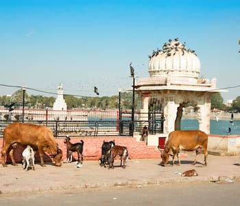 Jamnagar, India - Jamnagar Tourism | Jamnagar Travel Guide - Yatra.com