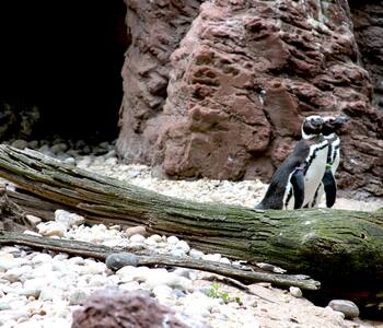 Bronx Zoo - One of the Top Attractions in New York City, USA - Yatra.com