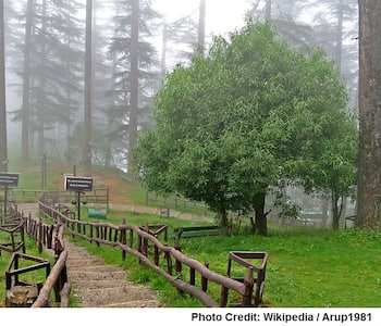 Places to Visit in Dhanaulti - Most Famous Dhanaulti Places to Visit ...