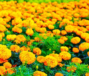 Bulandshahr, India - Bulandshahr Tourism | Bulandshahr Travel Guide ...