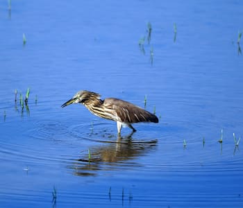 Ballia, India - Ballia Tourism | Ballia Travel Guide - Yatra.com