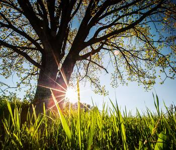 Mainpuri, India - Mainpuri Tourism | Mainpuri Travel Guide - Yatra.com