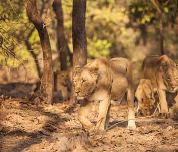 Sasangir, India - Sasangir Tourism | Sasangir Travel Guide - Yatra.com