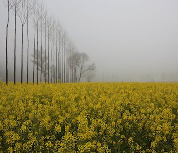 Moga, India - Moga Tourism | Moga Travel Guide - Yatra.com