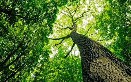 Karamadai Range Forest - One of the Top Attractions in Coimbatore ...