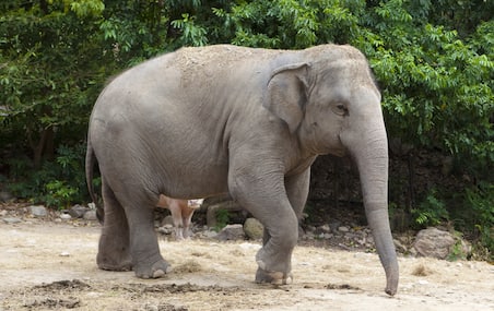 Bosphorus Zoo - One of the Top Attractions in Istanbul, Turkey - Yatra.com
