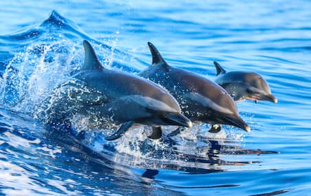 Dolphin Watching in Goa - Why You Must Experience This - Yatra.com
