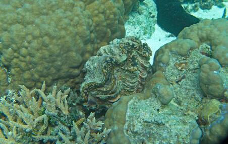 Bitra Island - One of the Top Attractions in Lakshadweep, India - Yatra.com