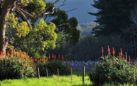 Tokai Forest - One of the Top Attractions in Cape Town, South Africa ...