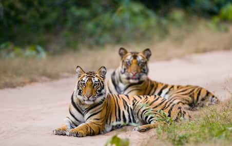Sagareshwar Wildlife Sanctuary - One of the Top Attractions in Sangli ...