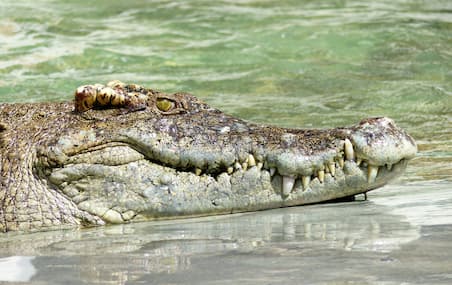 Trip To Crocodile Breeding Center in Sasangir - Every Detail You Need ...