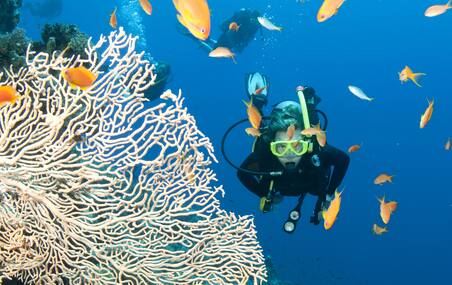 Scuba Diving in Mauritius Island - Every Detail You Need to Know ...