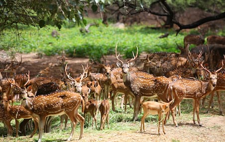 Visit Sagareshwar Wildlife Sanctuary in Sangli - Every Detail You Need ...