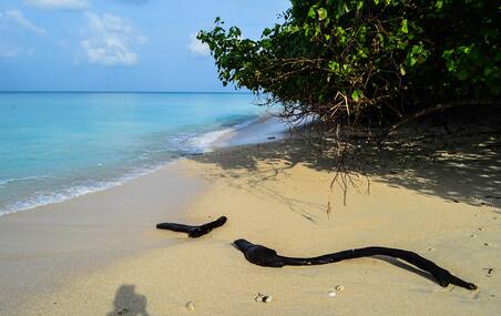 Kalapathar Beach - One of the Top Attractions in Havelock Island, India ...