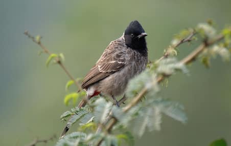 Soor Sarovar Bird Sanctuary - One of the Top Attractions in Agra, India ...