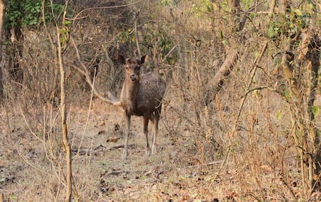 Rajaji National Park - One of the Top Attractions in Dehradun, India ...