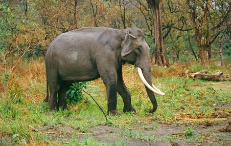 Manas National Park - One of the Top Attractions in Manas, India ...