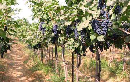 Sula Vineyards - One of the Top Attractions in Nashik, India - Yatra.com