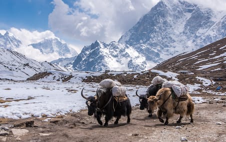 Ride A Yak in Kufri - Every Detail You Need to Know - Yatra.com