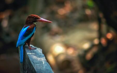 Pakshipathalam Bird Sanctuary - One of the Top Attractions in Wayanad ...