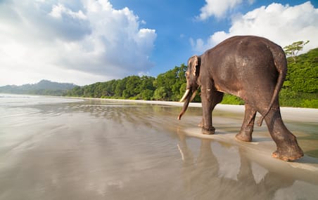 Elephant Beach - One of the Top Attractions in Havelock Island, India ...