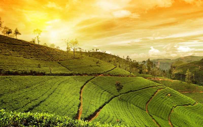 Oct2015_Anchor_Assam_Tea_Plantation