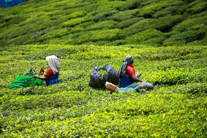 60 Munnar Tour Packages Starting @ ₹7,690, get upto Rs. 50% off on Booking